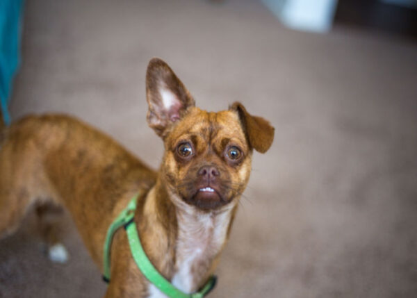 Chug Dog Breed Profile – Top Dog Tips