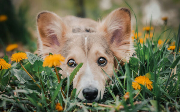 Why Is My Dog So Cute? Science Explained! – Top Dog Tips