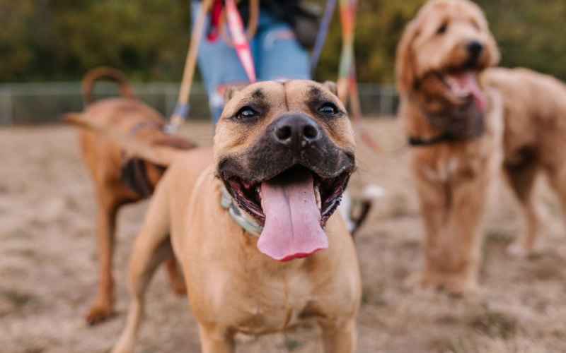 10 Mighty Mastiff Mixes that Combine Power and Personality