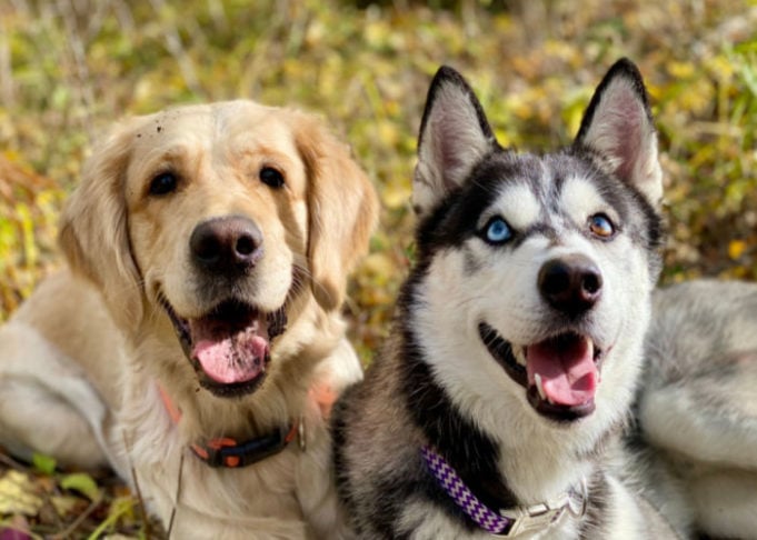 Siberian Retriever Dog Breed Profile – Top Dog Tips