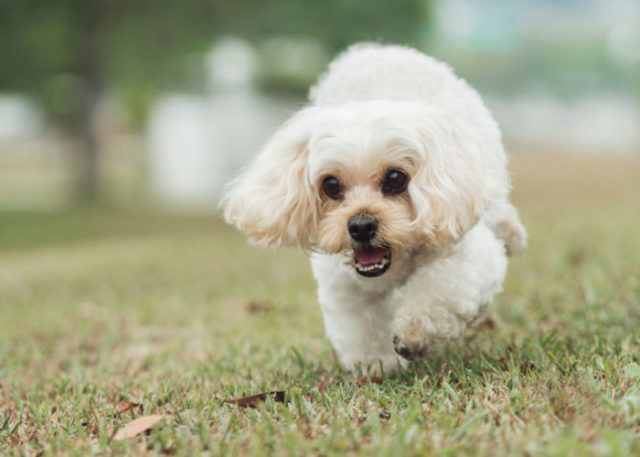 Shih Poo Dog Breed Profile – Top Dog Tips