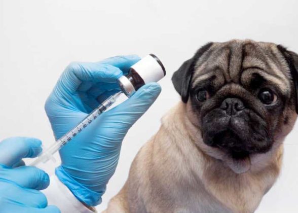 Vaccinating Your Dog: Everything You Need To Know