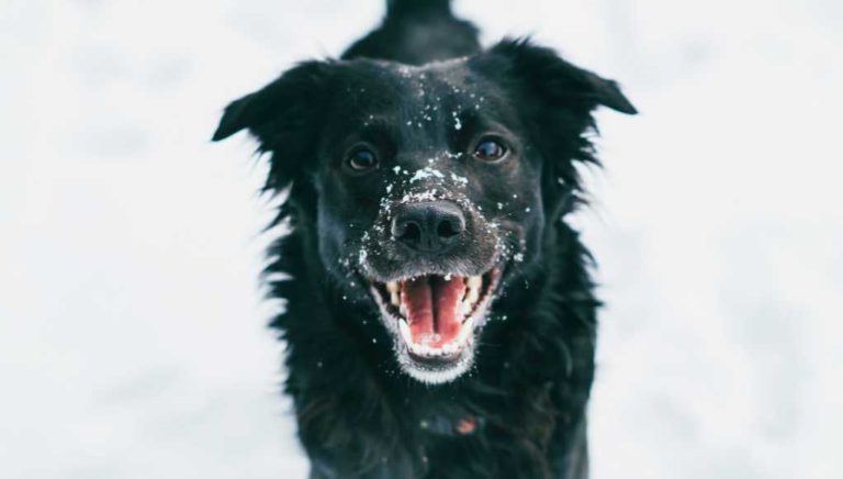 Alaska Pet Stores, Dog Parks, Shelters, and More