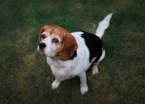 10 Cavalier King Charles Spaniel Mixes You'll Love