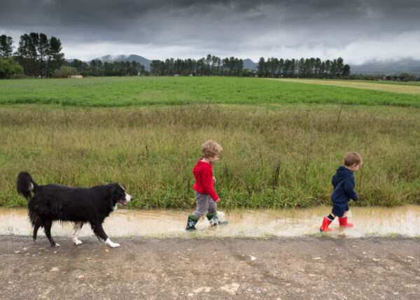7 Dog Breed Groups: Your Ultimate Guide – Top Dog Tips