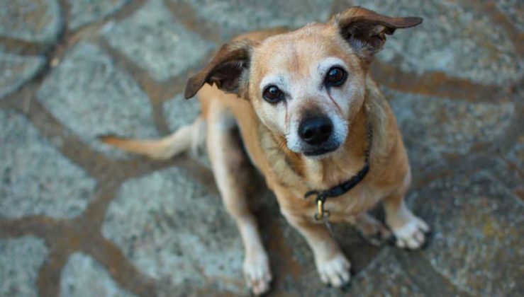 10 Cute Designer Dog Breeds That You Wish You Had