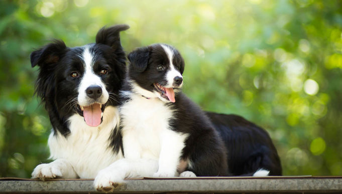 Do Dogs Remember Their Puppies? – Top Dog Tips