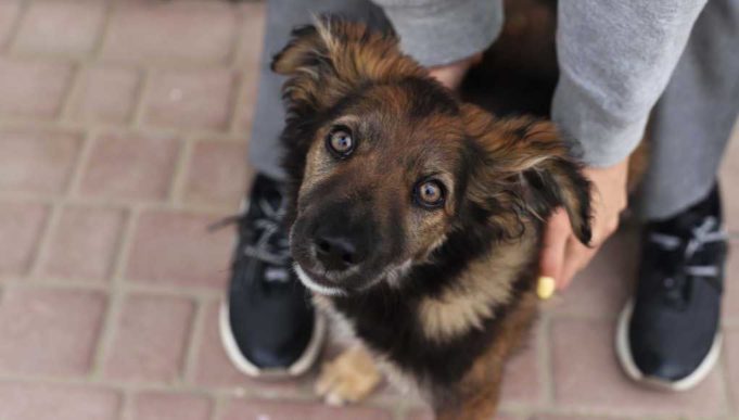 Dog Temperament Test – Top Dog Tips