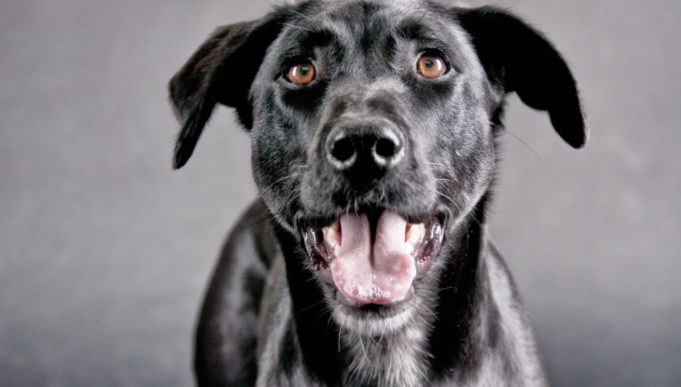 61 Labrador Mixes With A Lovable Personality – Top Dog Tips