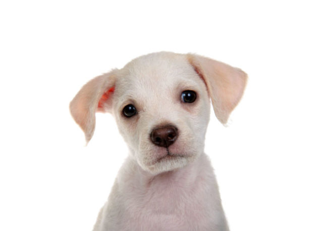 61 Labrador Mixes With A Lovable Personality – Top Dog Tips