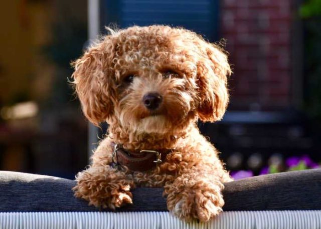 10 Cute Designer Dog Breeds That You Wish You Had