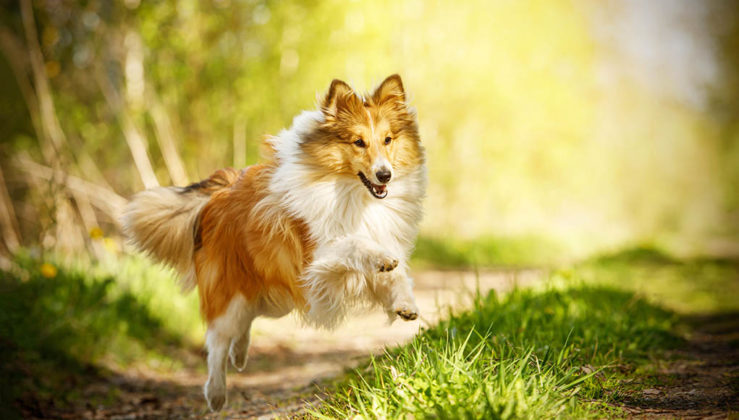 Shetland Sheepdog Dog Breed Profile – Top Dog Tips