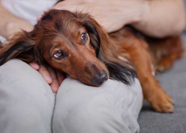 Prostate Cancer In Dogs: Causes, Symptoms, and Treatments