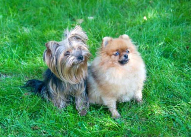 Yorkie Pom Dog Breed Profile – Top Dog Tips