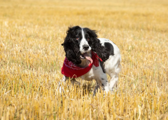 25 Best Mixed Breed Dogs to Adopt