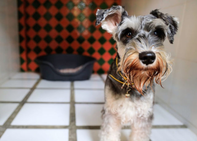 What to Expect in Dog Boarding: A Complete Guide