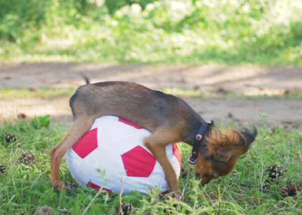 Dog Humping: Why Does My Dog Hump? – Top Dog Tips