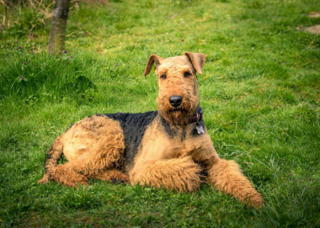 Airedale Terrier Dog Breed Profile – Top Dog Tips