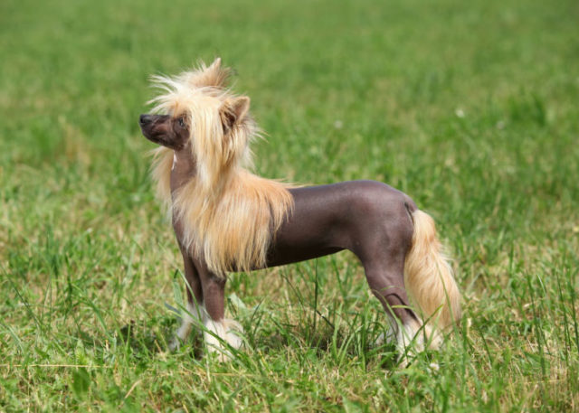 Best Dog Breeds for Hot Weather: 17 Heat-Tolerant Dogs