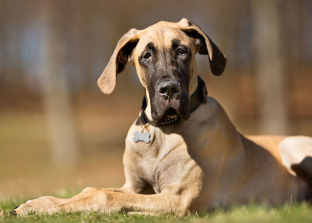 Best Dog Breeds for Hot Weather: 17 Heat-Tolerant Dogs