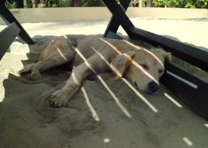 Sunburn in Dogs: How to Tell & What to Do – Top Dog Tips