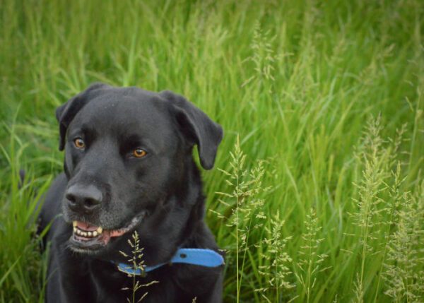 61 Labrador Mixes With A Lovable Personality – Top Dog Tips