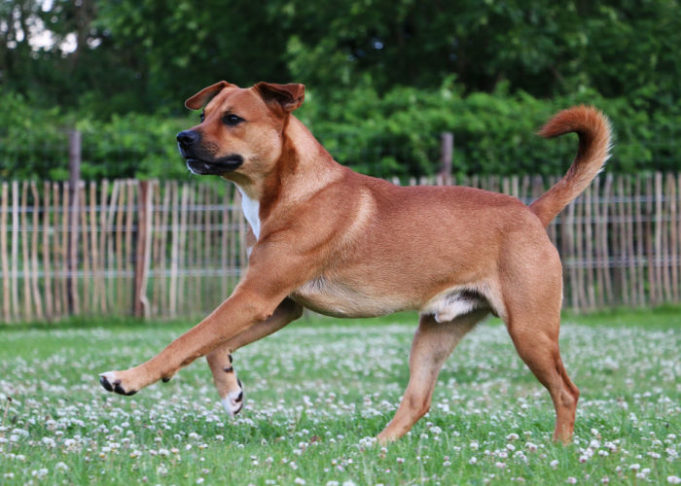 Working Dog Breeds: 10 Best Hardworking Canines