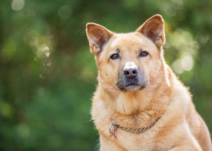 17 Best Mixed Breed Guard Dogs – Top Dog Tips