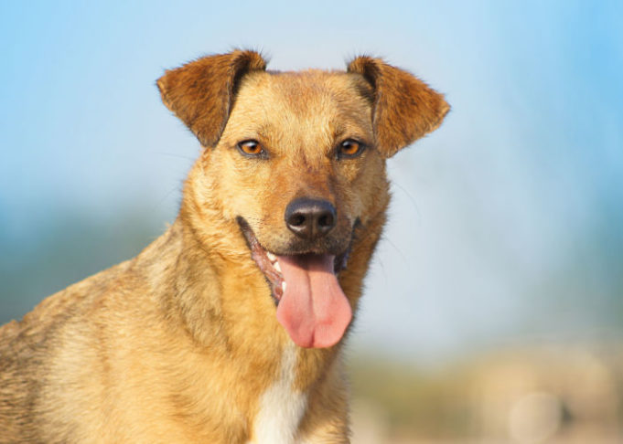 17 Best Mixed Breed Guard Dogs – Top Dog Tips