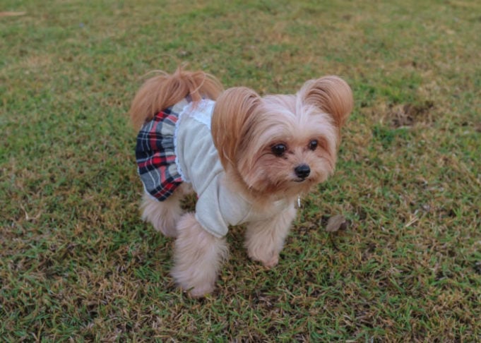 Yorkie Pom Dog Breed Profile – Top Dog Tips