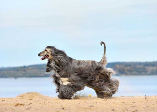 Dog Names Starting With O – Top Dog Tips