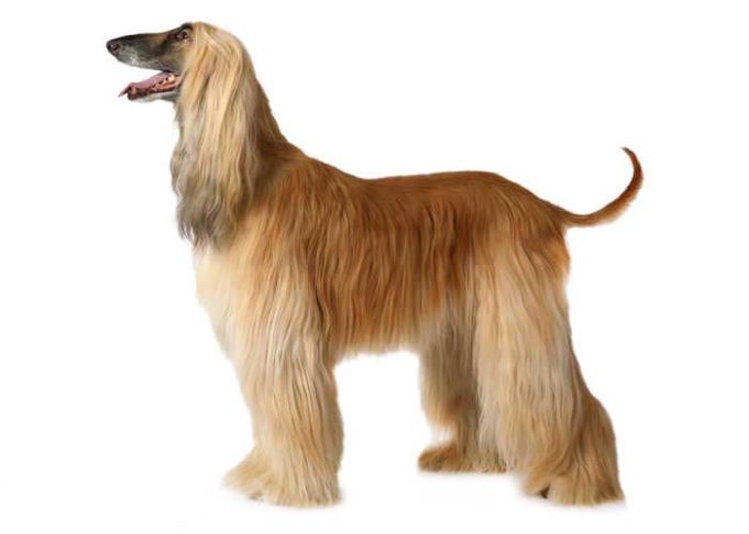 Afghan Hound Price: How Much Does the Breed Cost?
