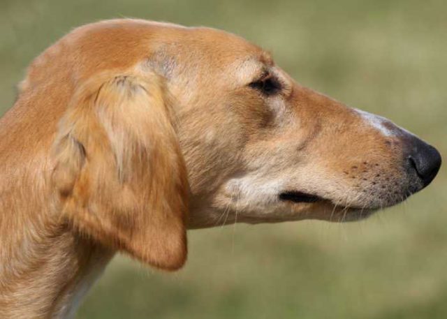 Sloughi Dog Breed Profile – Top Dog Tips