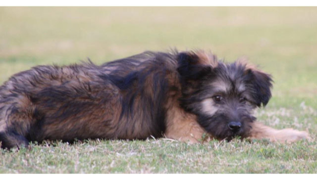 Armant Dog Breed Profile – Top Dog Tips
