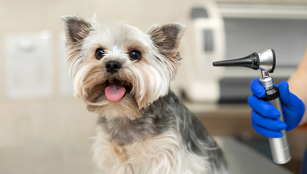 Deaf Dog Groups Where To Adopt A Deaf Dog Top Dog Tips Deaf Dog Groups Where To Adopt A Deaf Dog Top Dog Tips