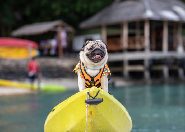 18 Fun Dog Summer Activities You Both Can Enjoy – Top Dog Tips