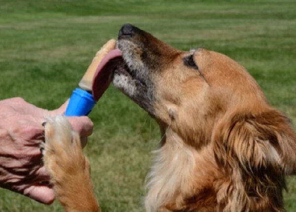 18 Fun Dog Summer Activities You Both Can Enjoy – Top Dog Tips
