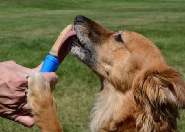 18 Fun Dog Summer Activities You Both Can Enjoy – Top Dog Tips