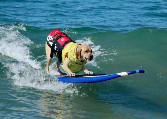 18 Fun Dog Summer Activities You Both Can Enjoy – Top Dog Tips