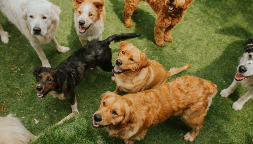 Is Doggie Daycare Bad For Dogs
