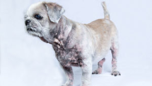 Hyperpigmentation In Dogs – Top Dog Tips