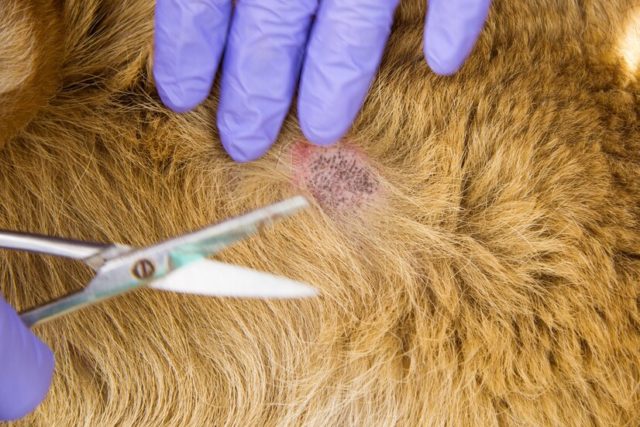 Impetigo in Dogs: Causes, Symptoms, and Treatment – Top Dog Tips