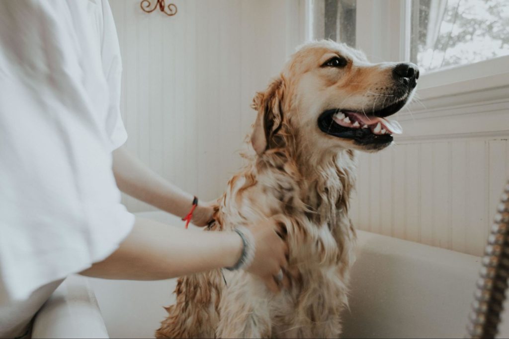 Impetigo in Dogs: Causes, Symptoms, and Treatment – Top Dog Tips