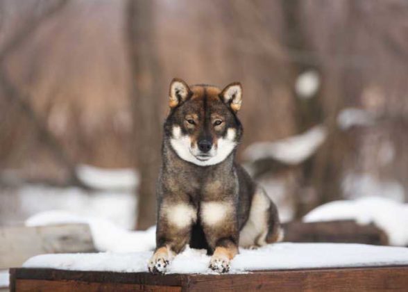 Shikoku Dog Breed Profile – Top Dog Tips