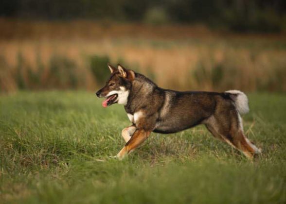 Shikoku Dog Breed Profile – Top Dog Tips