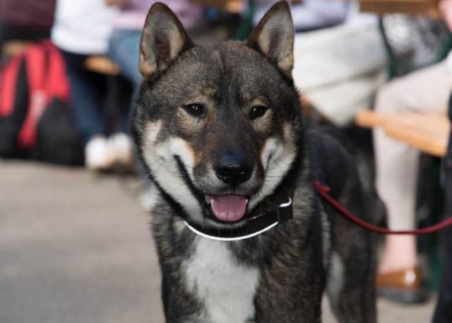 Shikoku Dog Breed Profile – Top Dog Tips