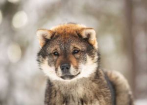 Shikoku Dog Breed Profile – Top Dog Tips