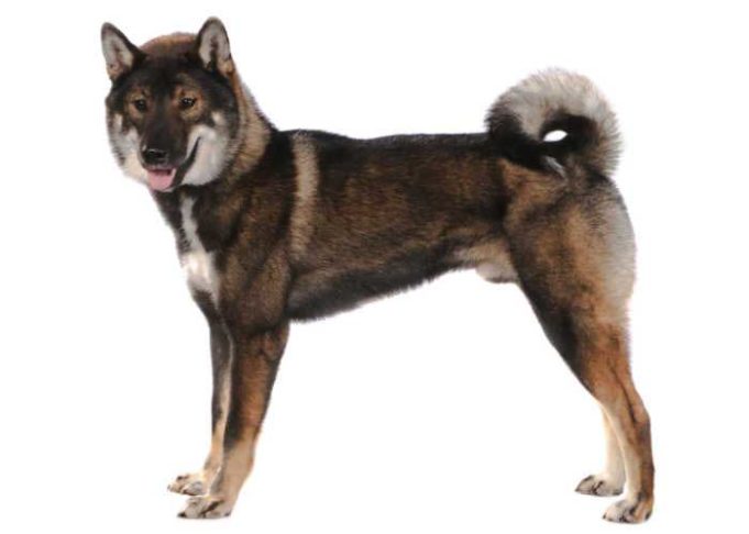Shikoku Dog Breed Profile – Top Dog Tips