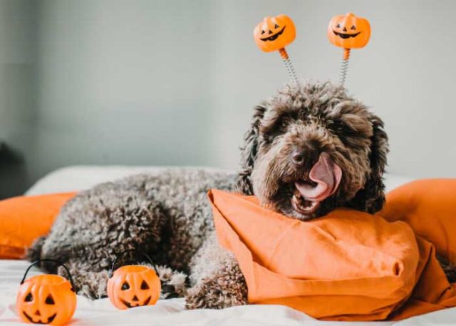 10 Best Halloween Toys For Dogs This Spooky Season