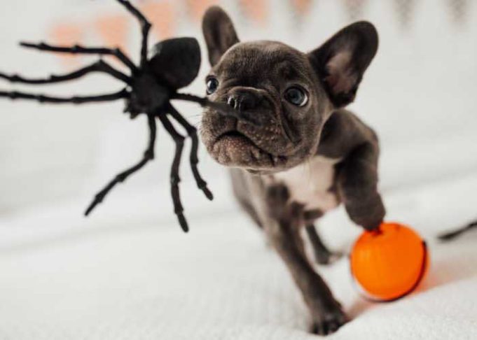 10 Best Halloween Toys For Dogs This Spooky Season